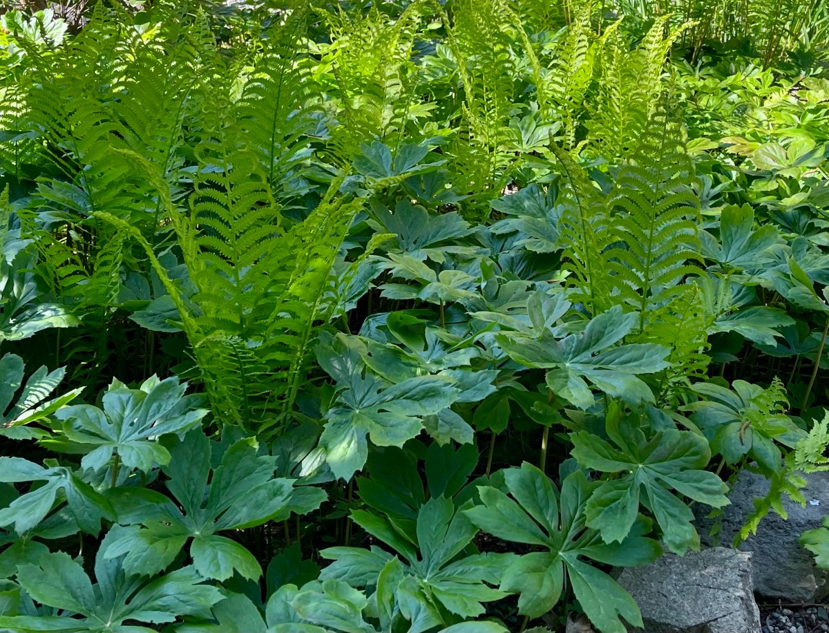 Native vs Non-Native vs Invasive vs Aggressive Plants – Barking Dog ...